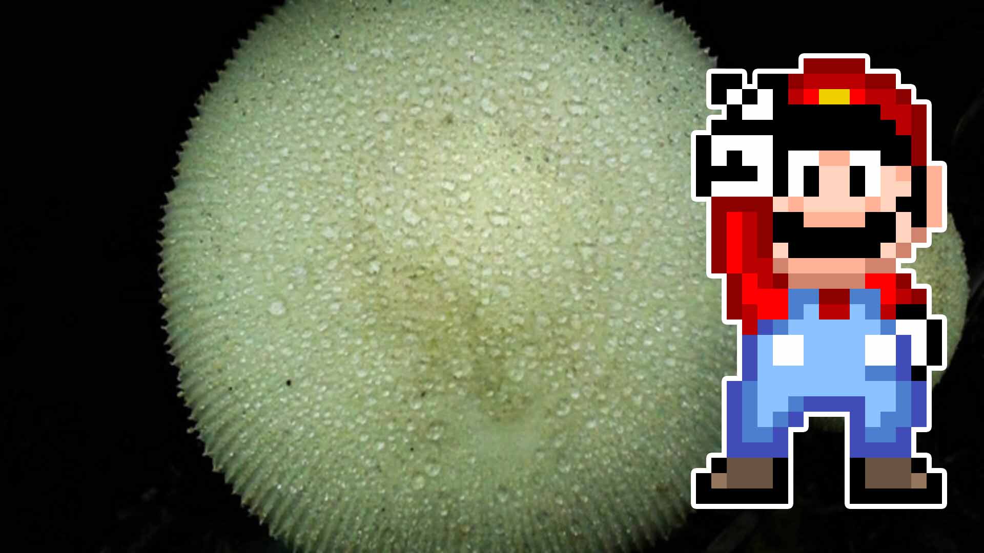 ¿Hongos en Marte?: Un grupo de investigadores afirman haber encontrado ...