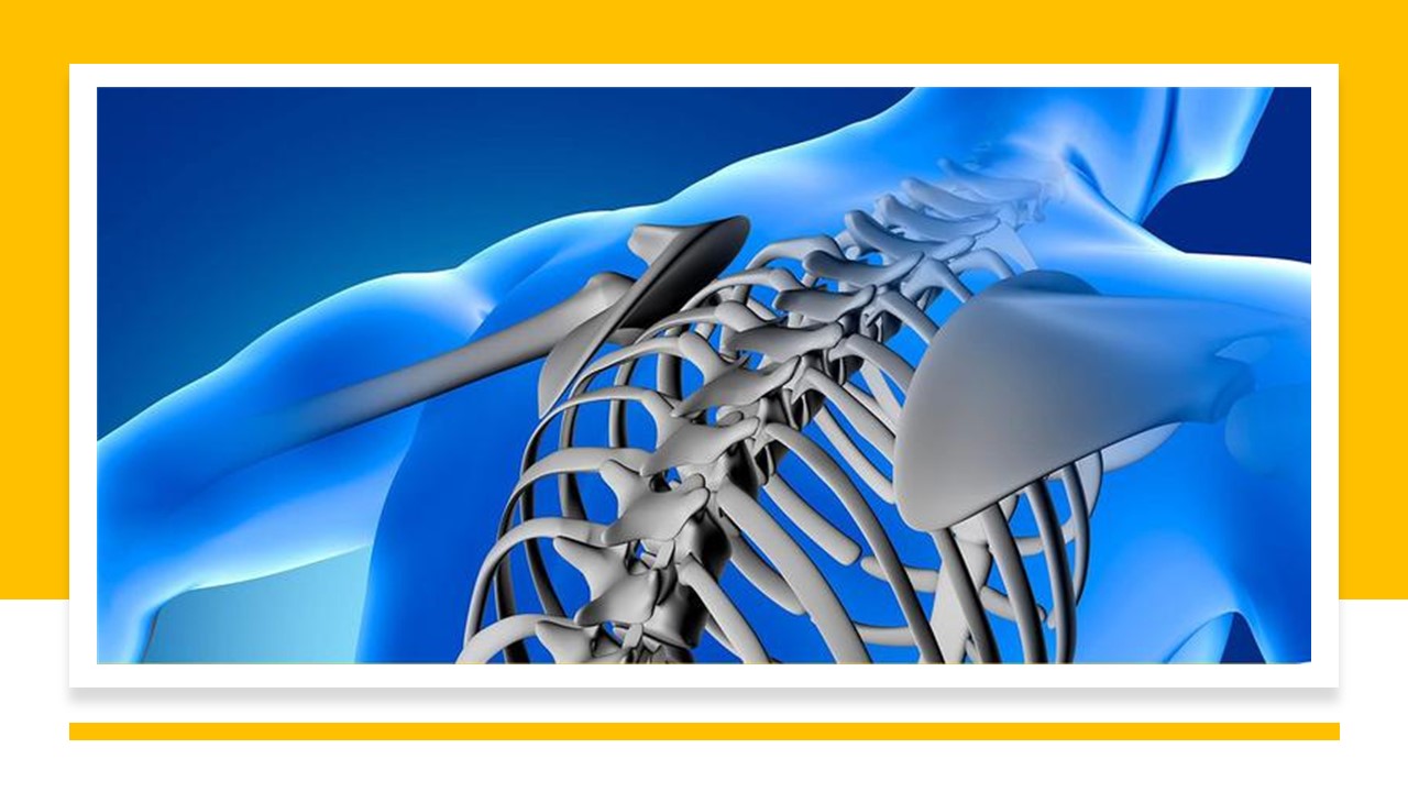 Curso Gratis de Anatomía de Miembro Superior