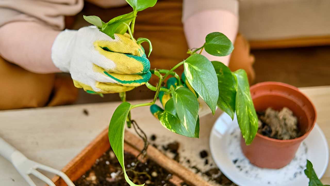 Aprende botánica de forma fácil y gratuita con este curso online